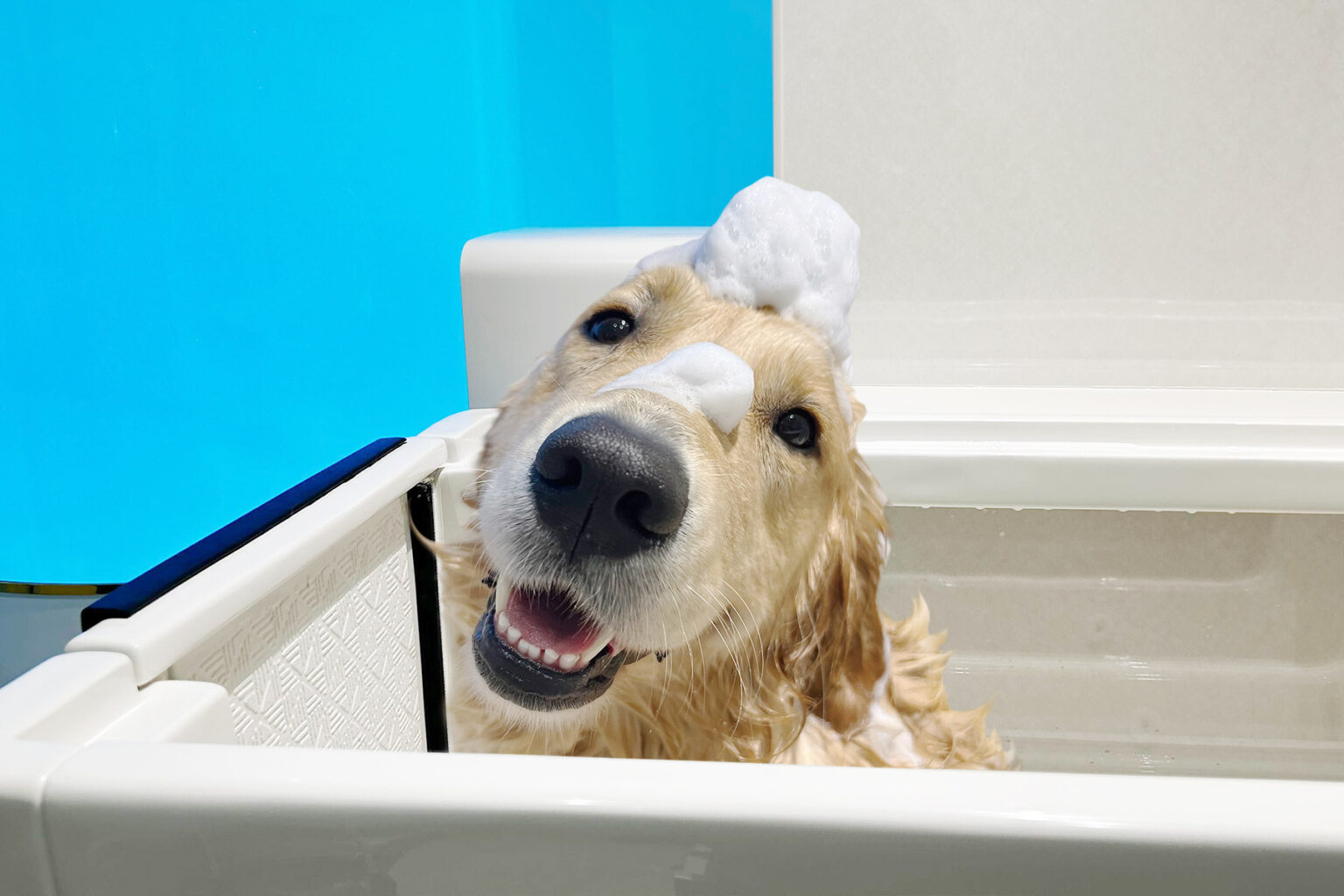 Fuwawan | DOGspa De Smile ドッグスパ-デ-スマイル-全国のセルフドッグスパ検索サイト-
